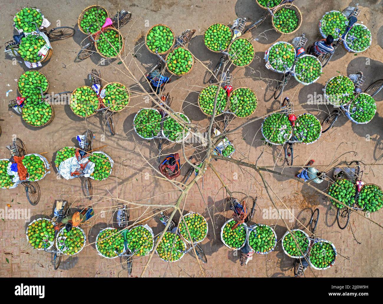 Busy wholesale mango market in rural Bangladesh, mangoes stacked on bi ...