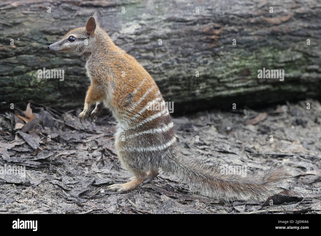 Australian Animal Numbat Standing