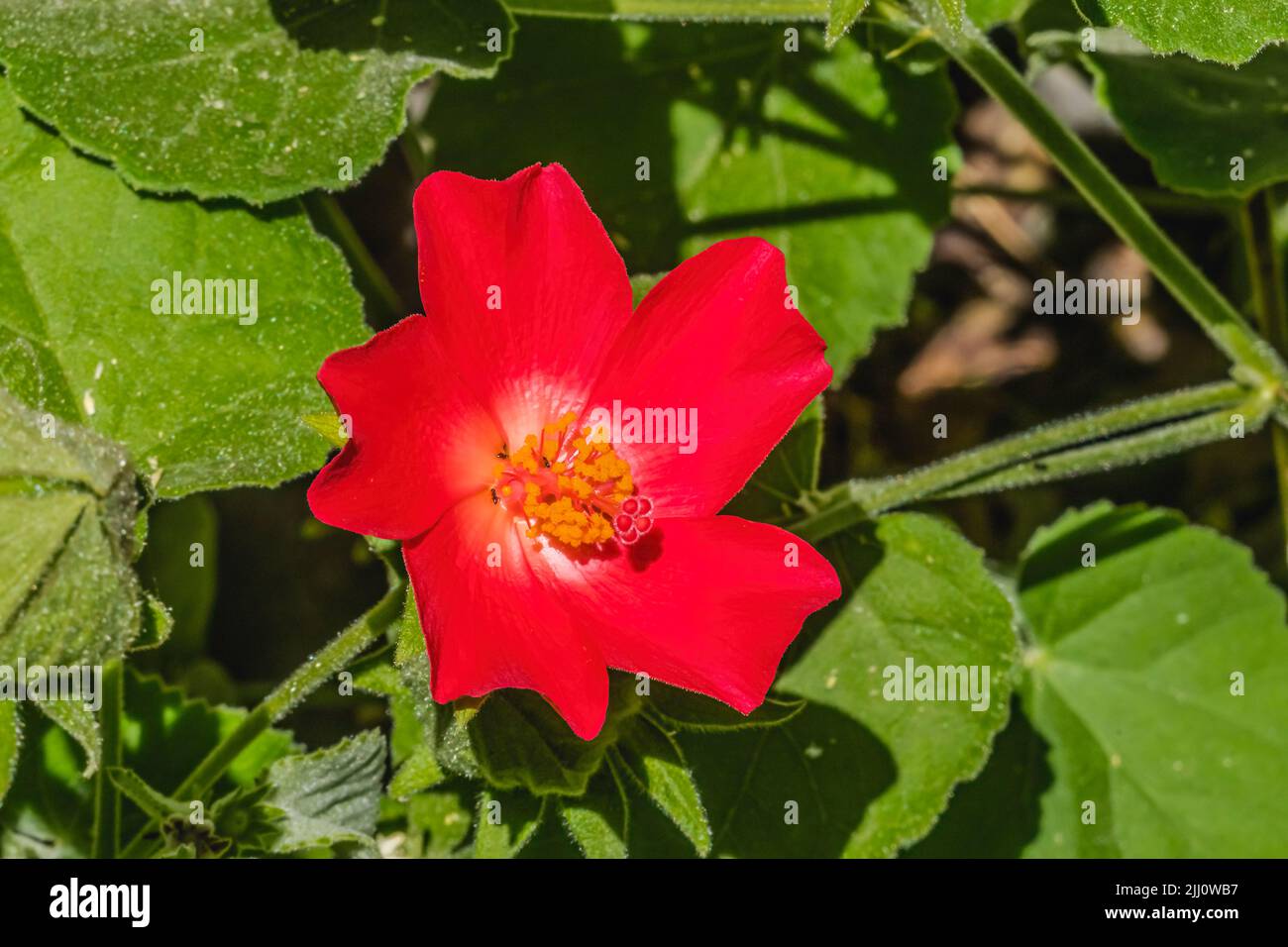 Red Heartleaf Rosemallow Hibiscus Flower Hibiscus Martianus Green ...