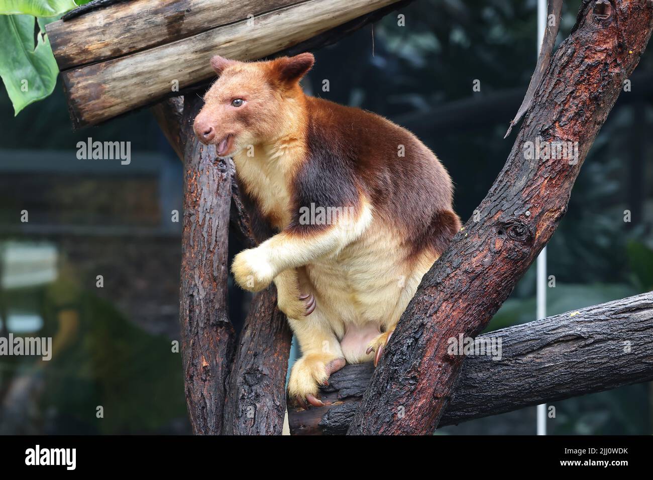 Goodfellow’s tree kangaroo hi-res stock photography and images - Alamy