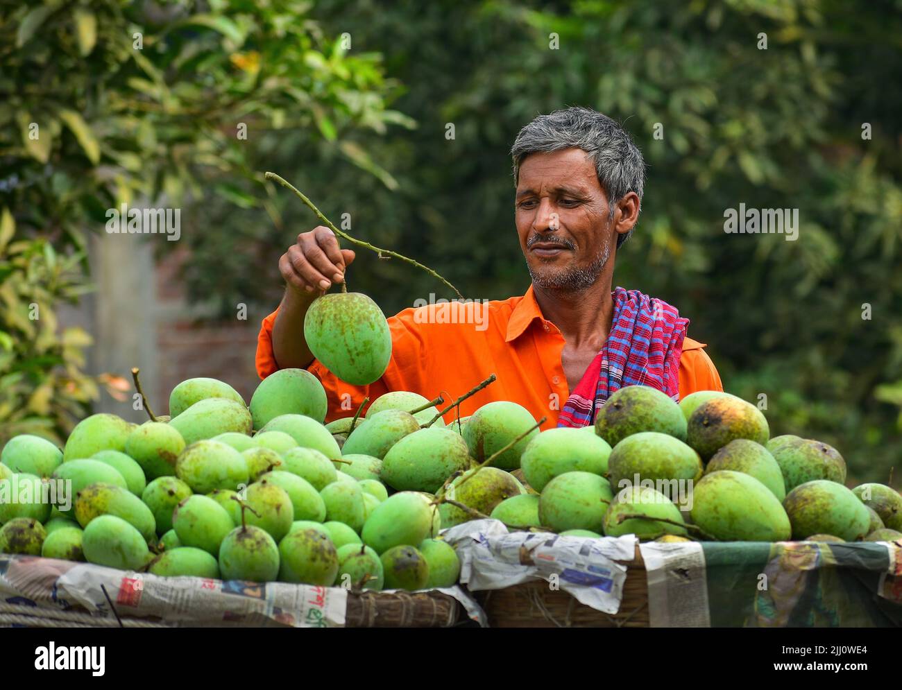Busy wholesale mango market in rural Bangladesh, mangoes stacked on bi ...