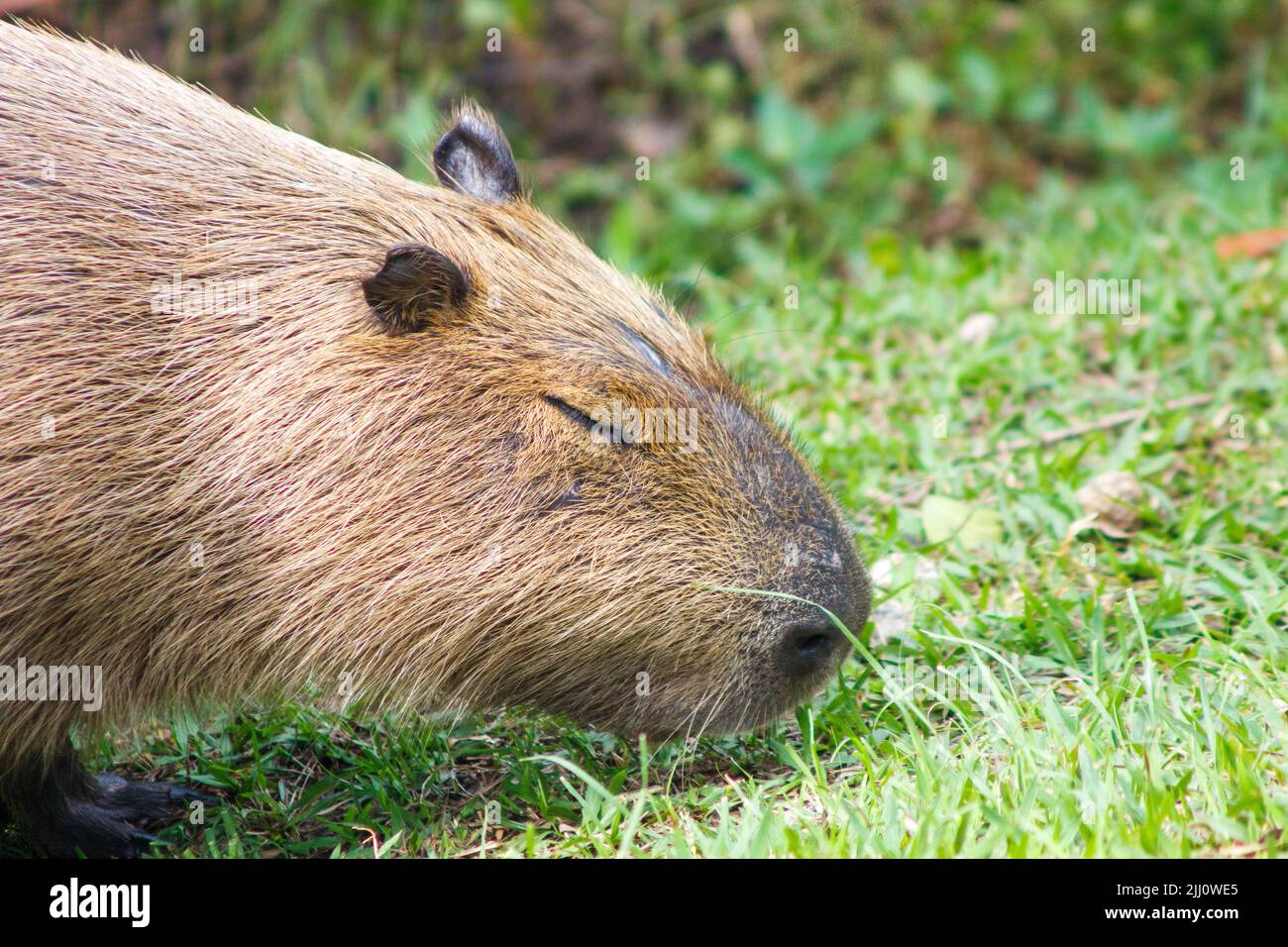 capybara feeding outdoors in Rio de Janeiro Stock Photo - Alamy