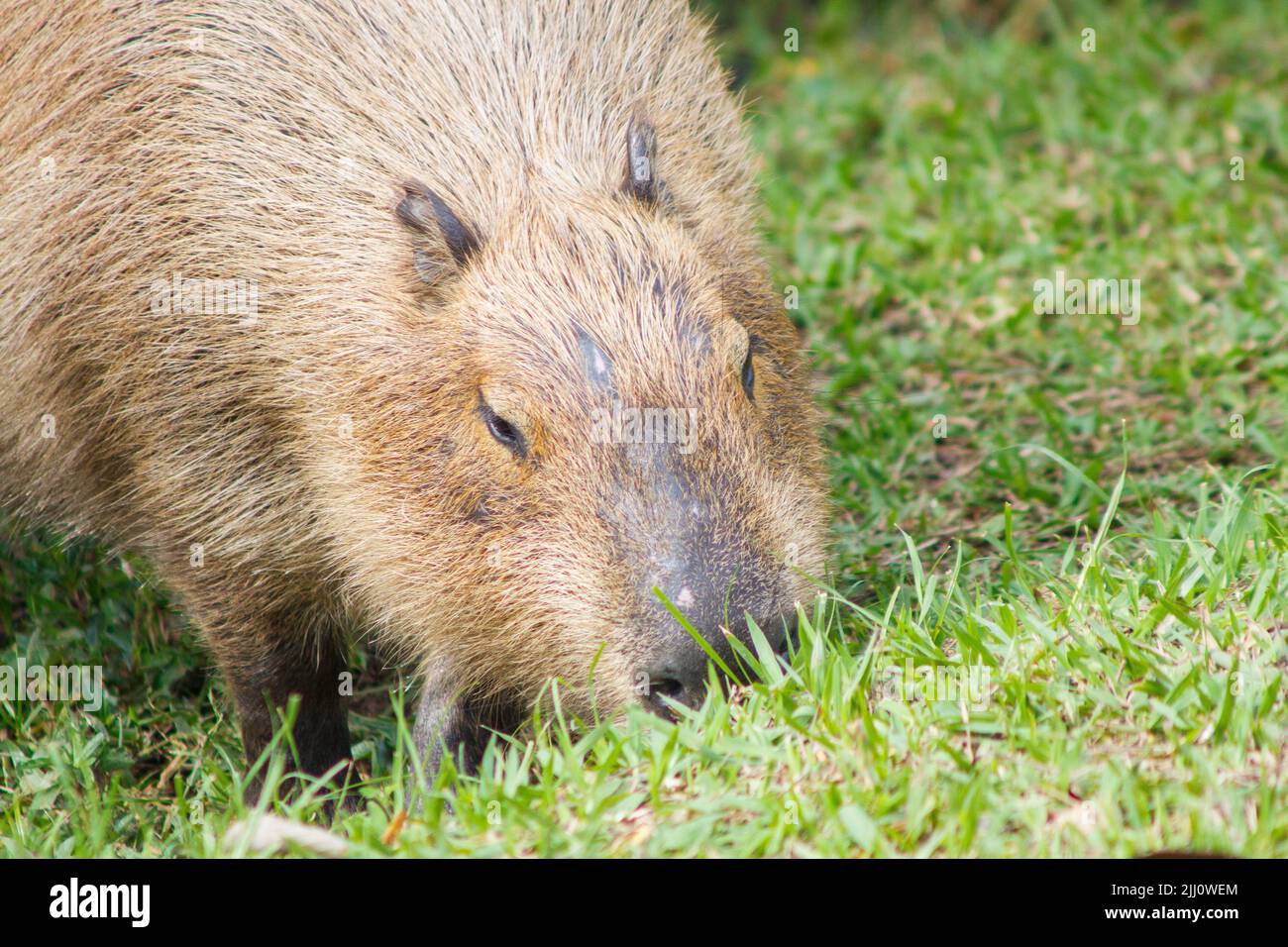 capybara feeding outdoors in Rio de Janeiro Stock Photo - Alamy