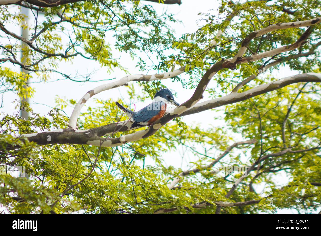 bird known as kingfisher in Rio de Janeiro Stock Photo - Alamy