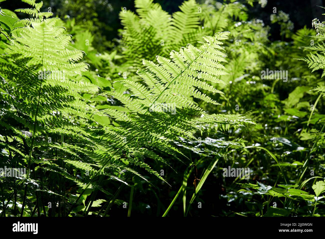 Forest fern in the rays of the sun and the shade of trees. Forest and ...