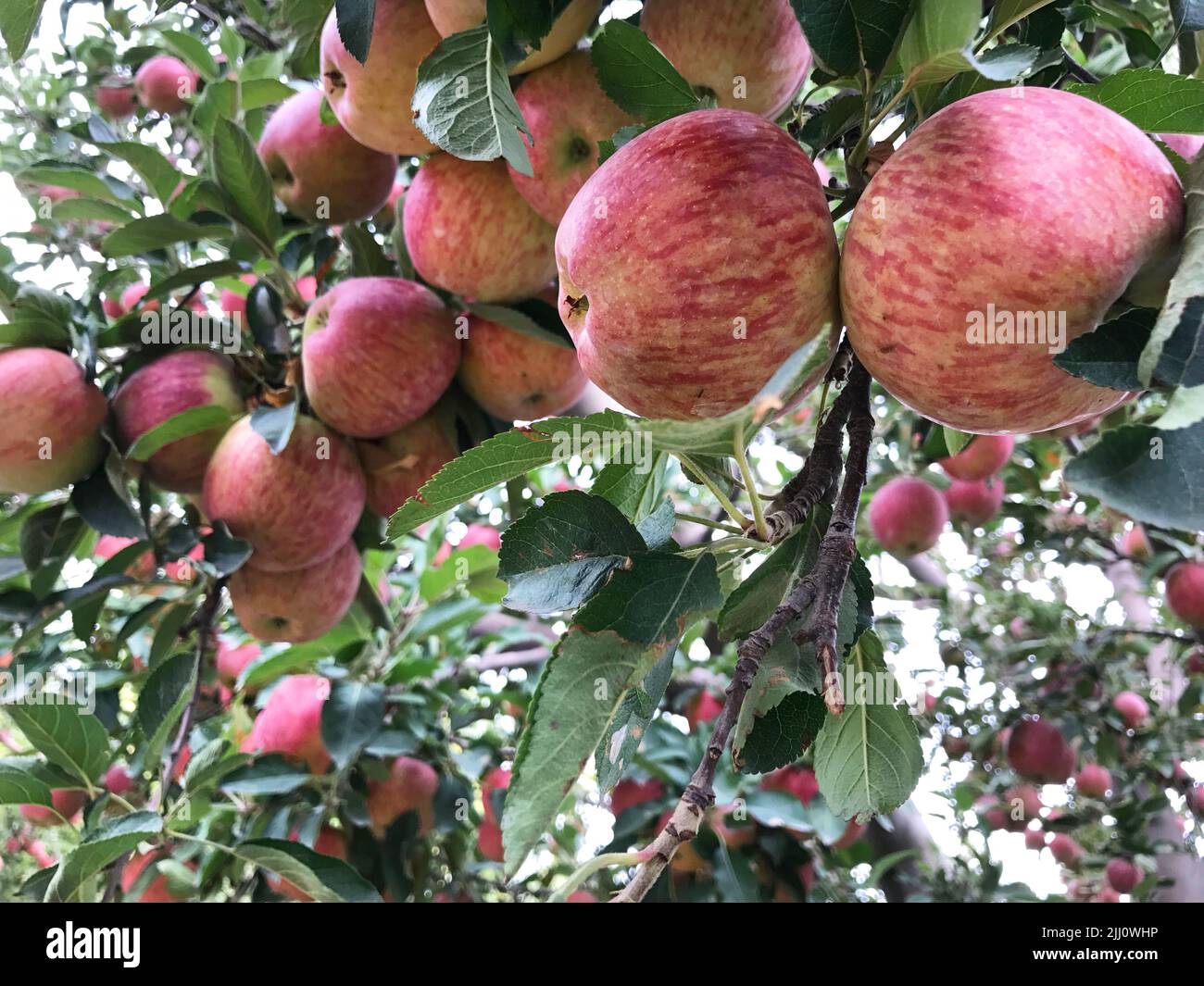 Elma tree hi-res stock photography and images - Alamy