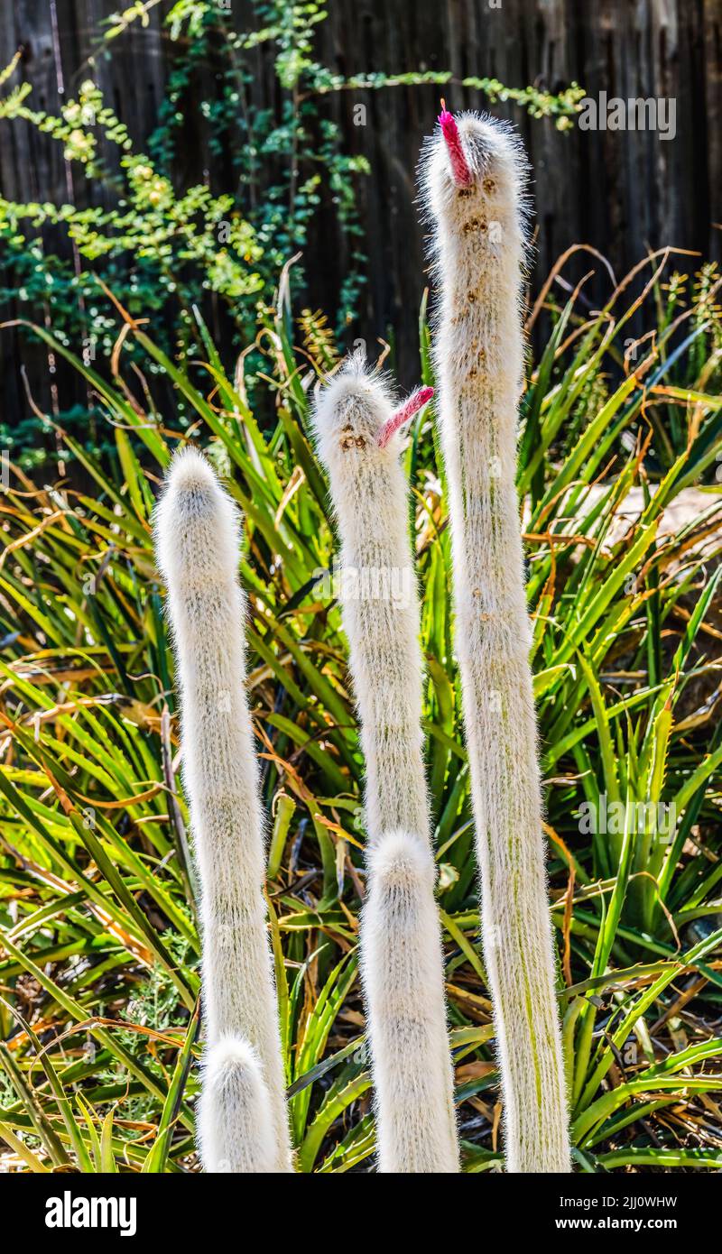 Silver Torch Wooly Torch Cactus Cleistocactus Strausii Red Flower ...