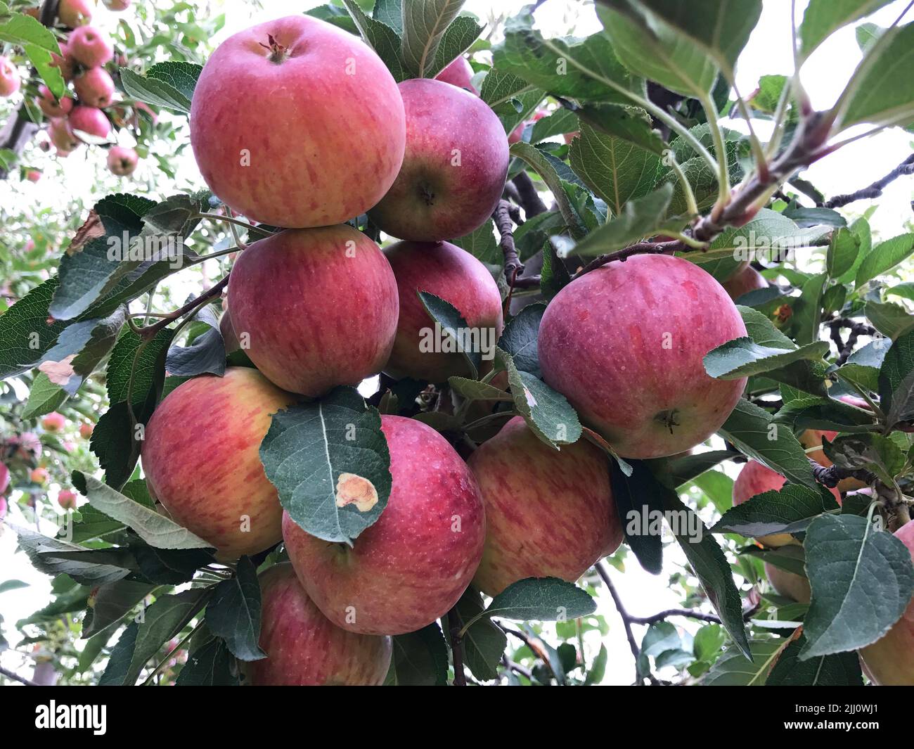 Apple tree in the apple garden Stock Photo - Alamy