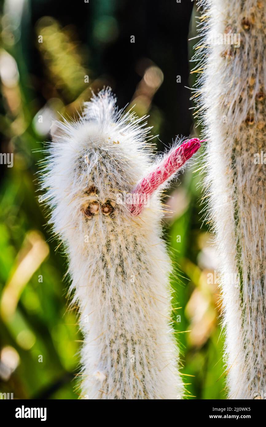 Silver Torch Wooly Torch Cactus Cleistocactus Strausii Red Flower ...