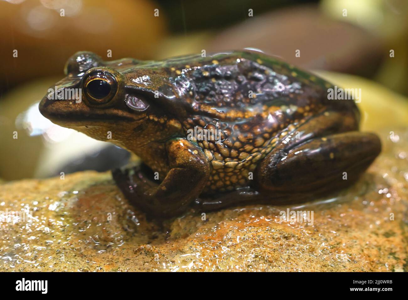 The green and golden bell frog hi-res stock photography and images - Alamy