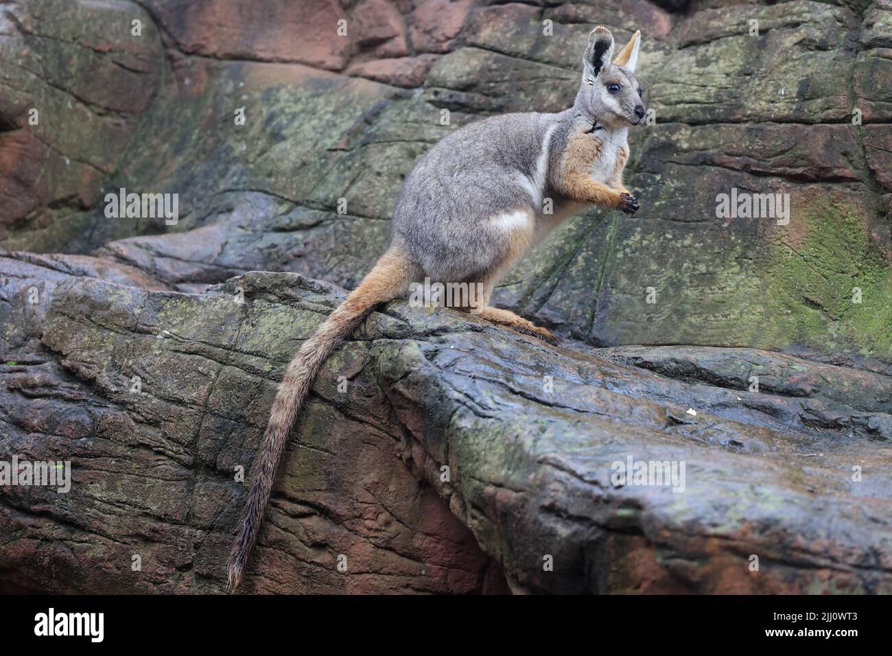 Captive Australian Yellow-footed Rock Wallaby Stock Photo - Alamy