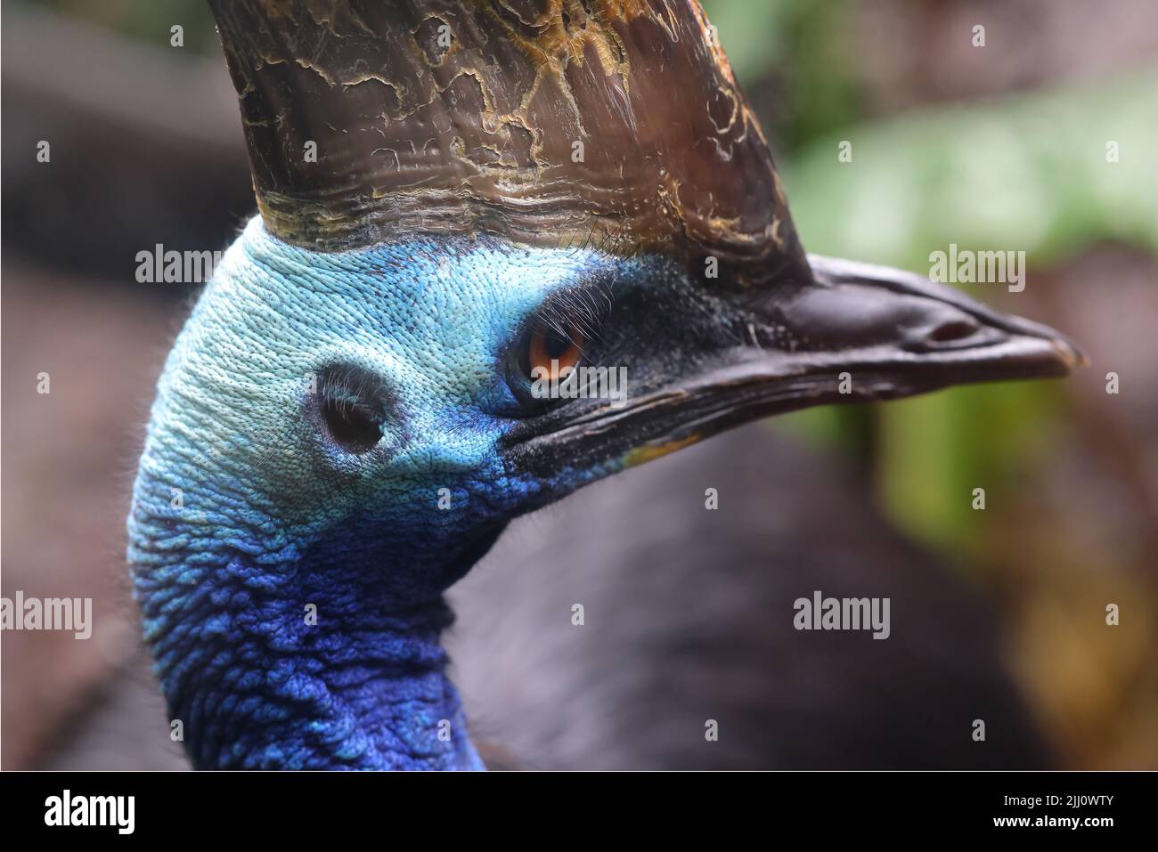 Southern cassowary and dangerous bird hi-res stock photography and ...
