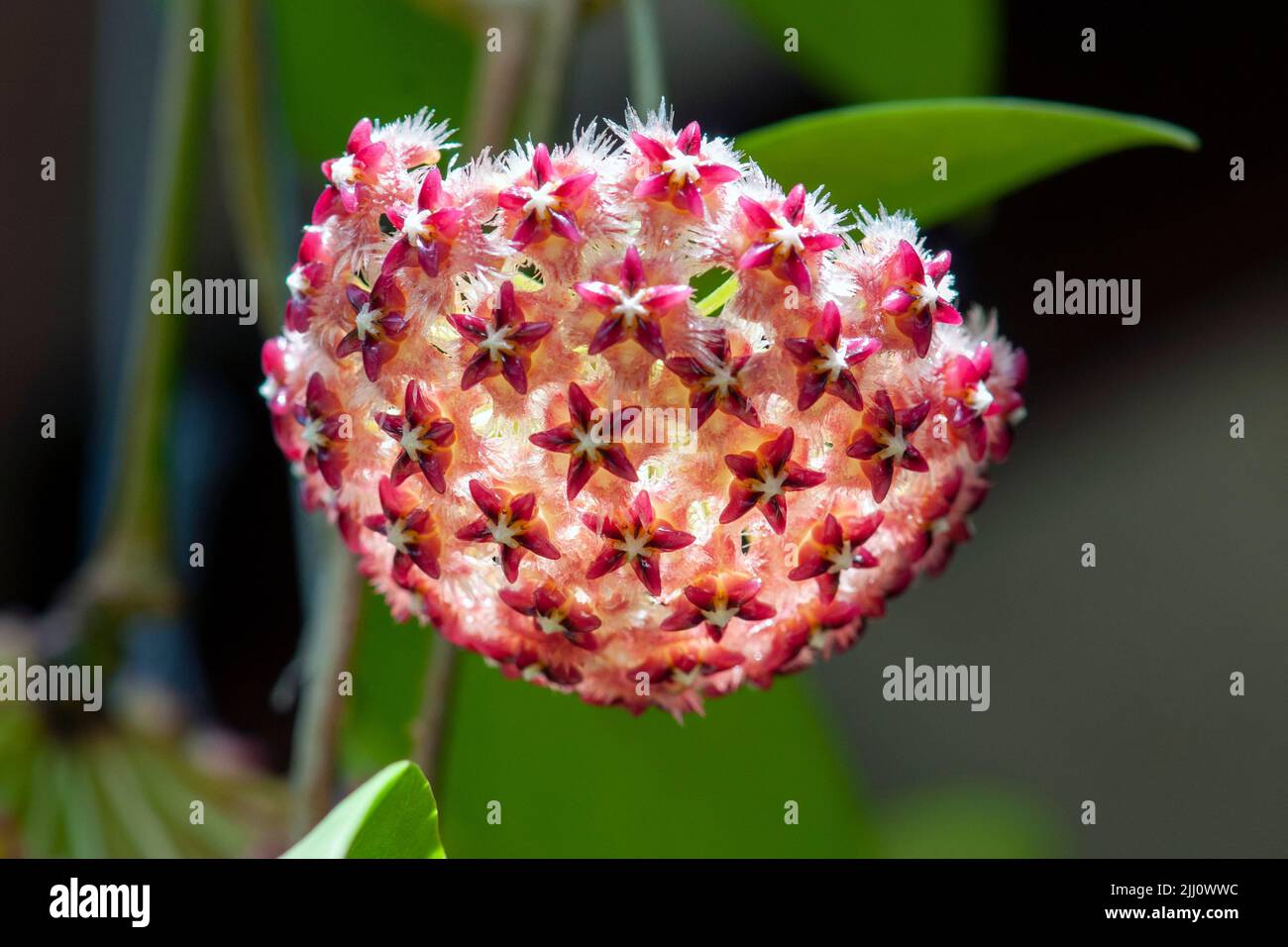 Closed up beautiful red hoya flower in star shape in nature light Stock ...