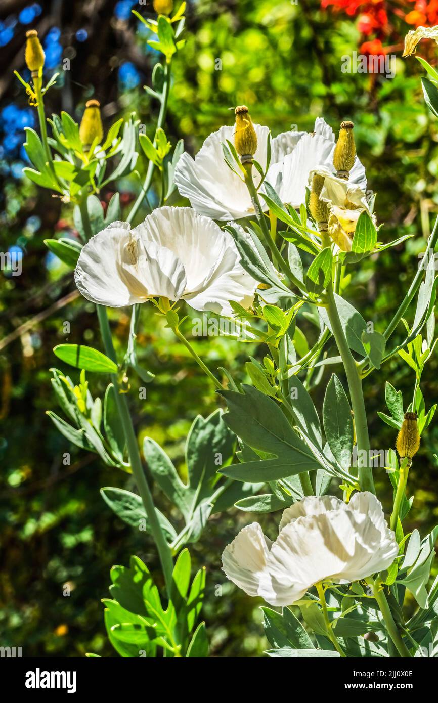 White Poppy Flowers Sonora Desert Museum Tucson Arizona Garden created ...