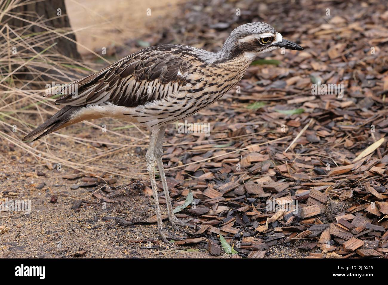 Close up of Australian Bush Stone Curlew Stock Photo - Alamy