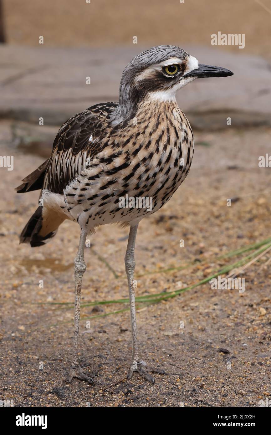 Close up of Australian Bush Stone Curlew Stock Photo - Alamy