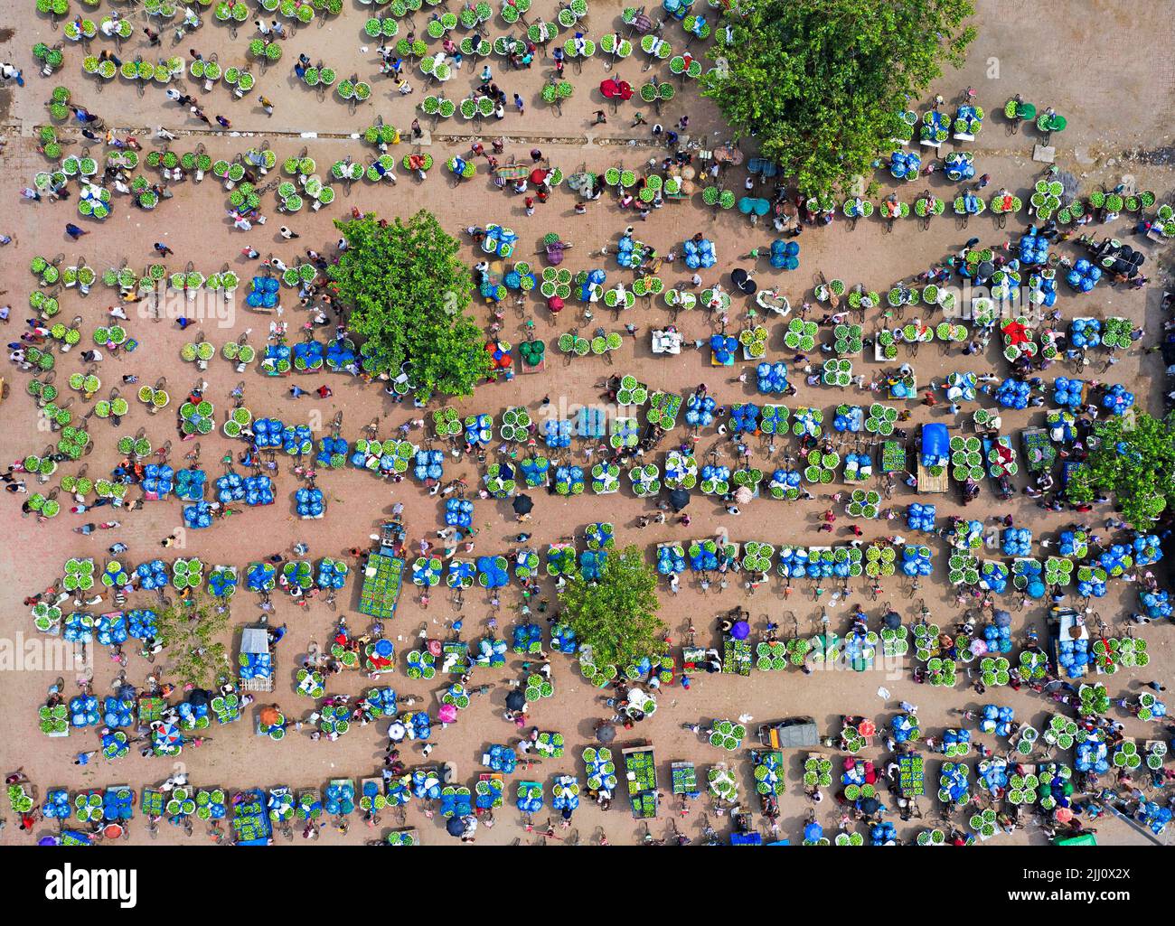Busy wholesale mango market in rural Bangladesh, mangoes stacked on bi ...