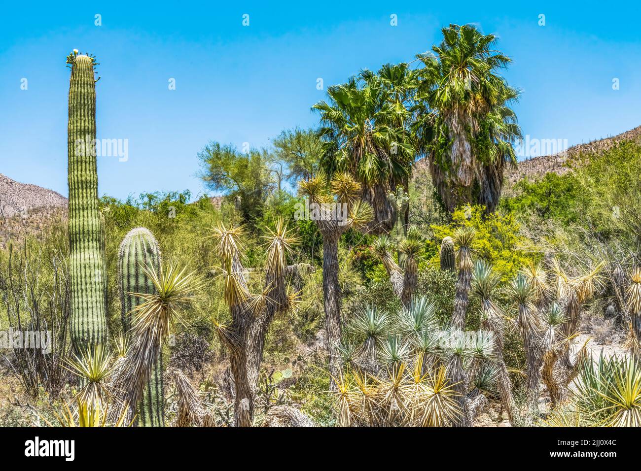 Saguaro Cactus Palm Trees Yucca Saguaro National Park Sonoran Desert ...