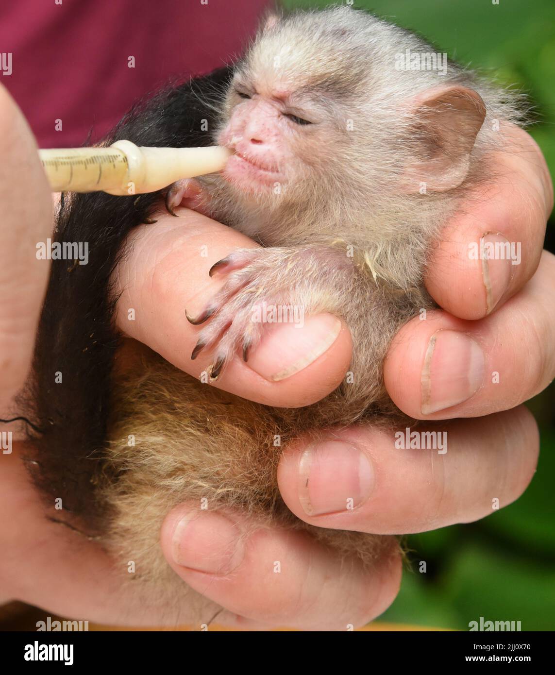 19 July 2022, Saxony-Anhalt, Wittenberg Lutherstadt: In Alaris ...