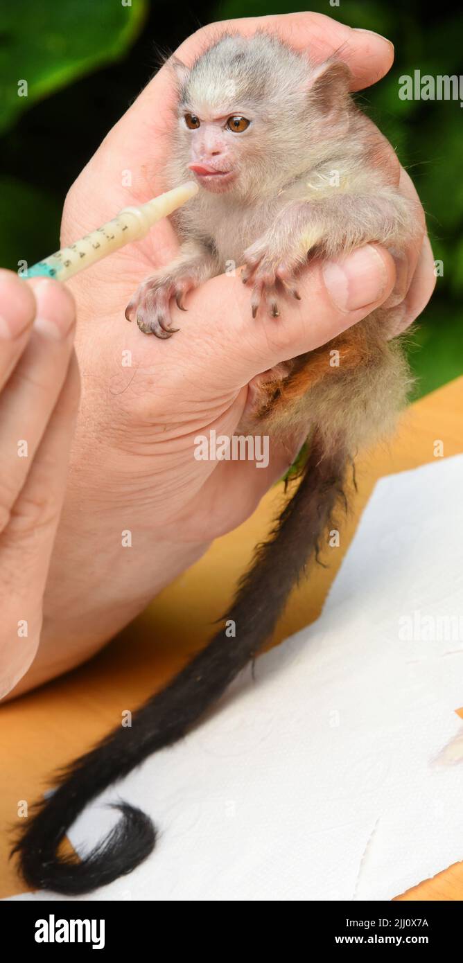 Surrogate and mother and monkey hi-res stock photography and images - Alamy
