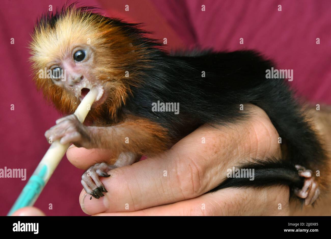 19 July 2022, Saxony-Anhalt, Wittenberg Lutherstadt: At Alaris ...