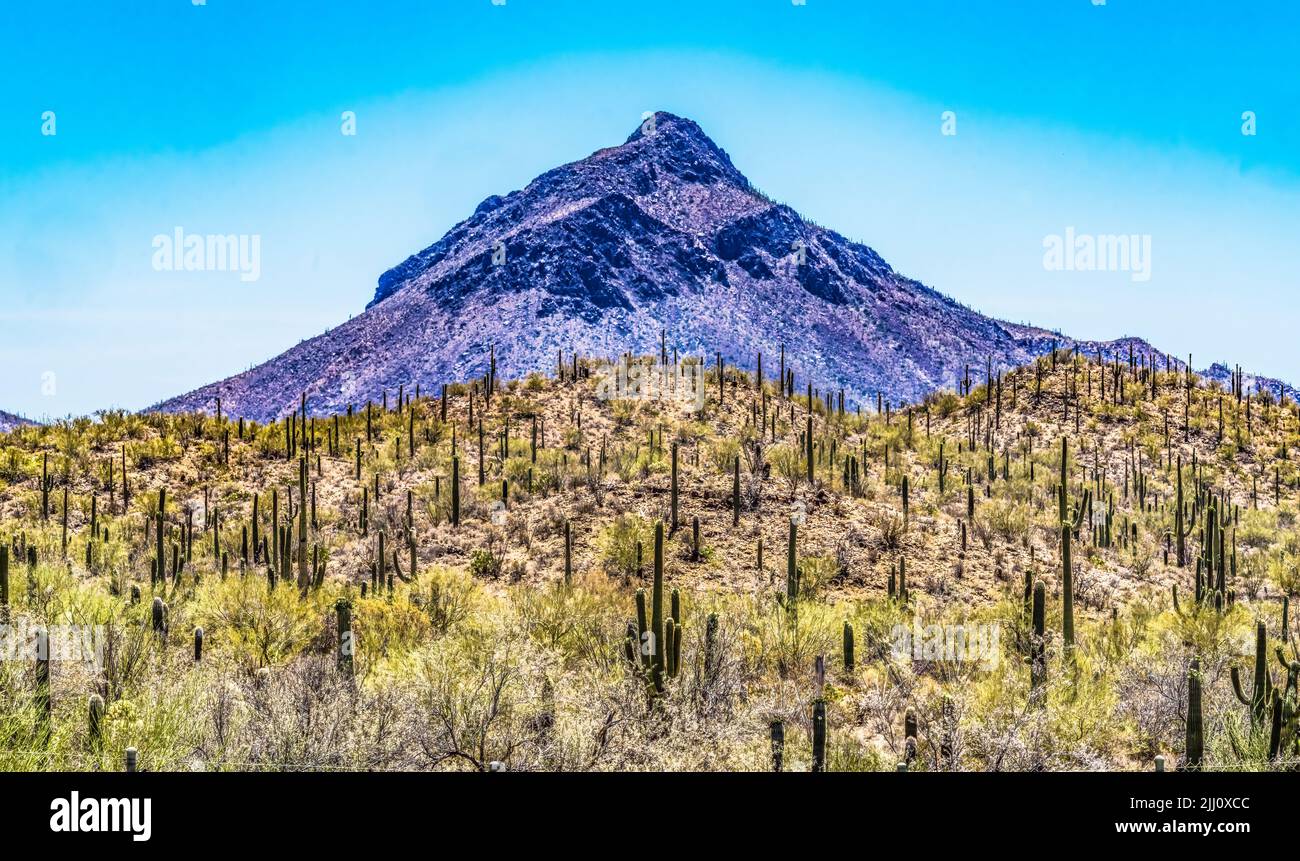 Saguaro Cactus Plants Blooming Mountain Sonora Museum Desert Tucson ...