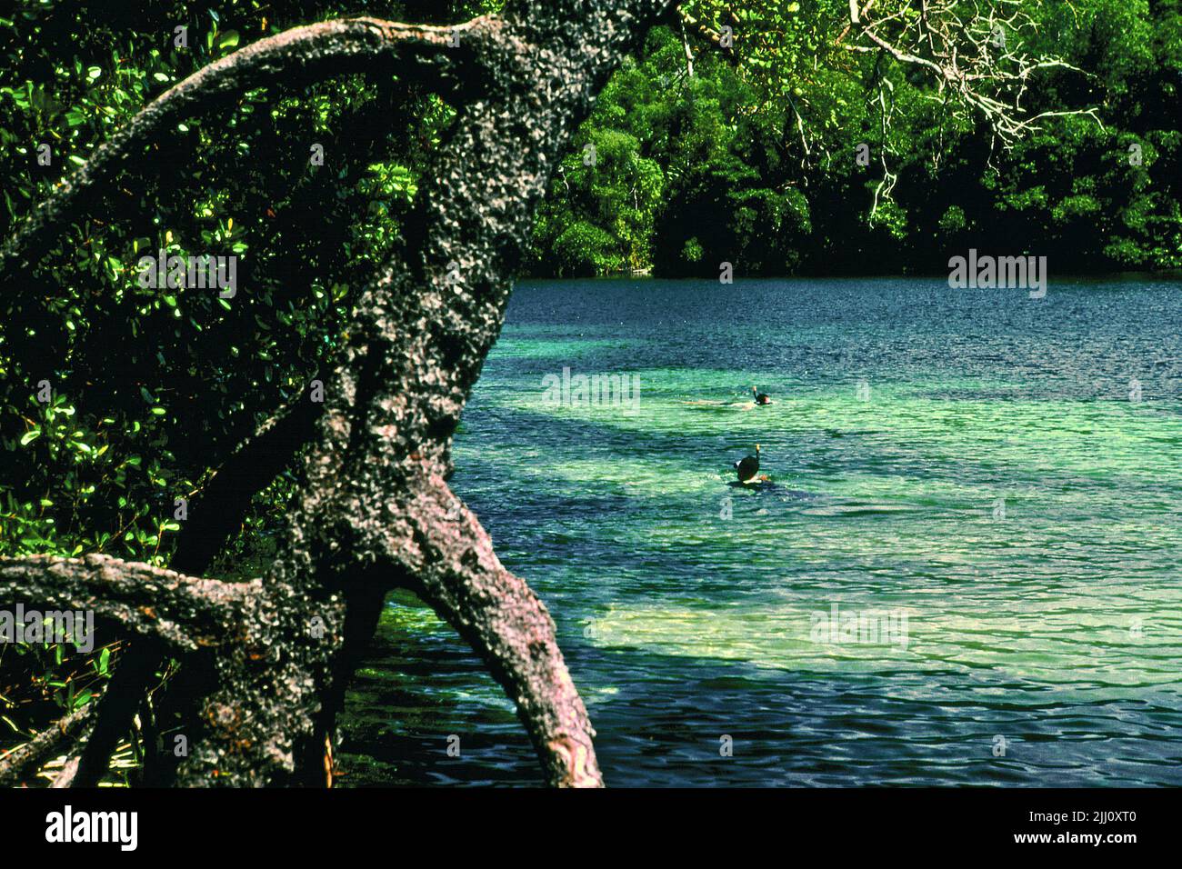 Visitors snorkeling on Kakaban Lake, which is popularly known for its ...