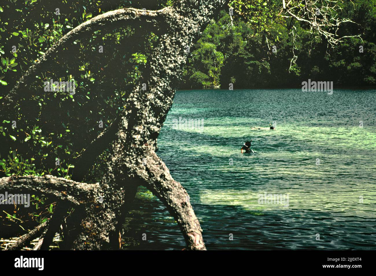 Visitors snorkeling on Kakaban Lake, which is popularly known for its ...
