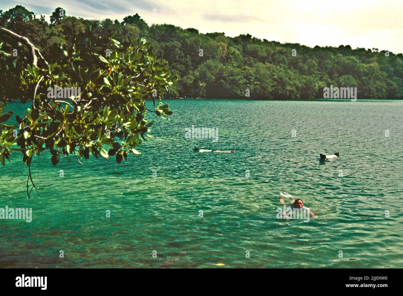 Visitors snorkeling on Kakaban Lake, which is popularly known for its ...