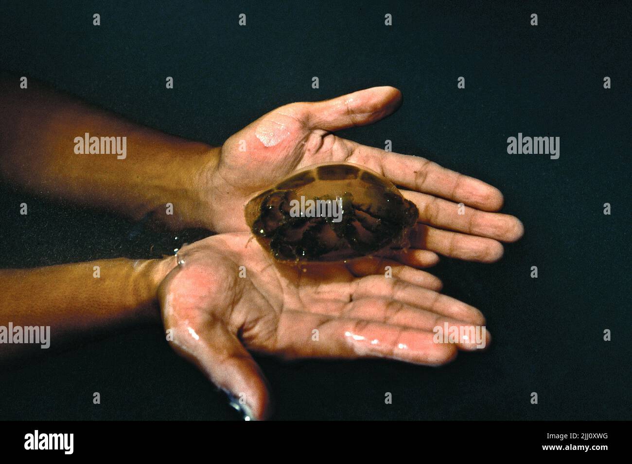 A marine conservationist showing stingless jellyfish species on Kakaban ...