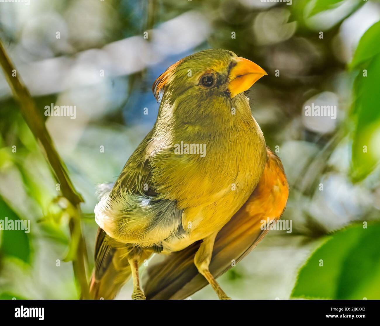 Desert Cardinal Female Bird Cardinalis Sinatus Sonora Desert Museum ...