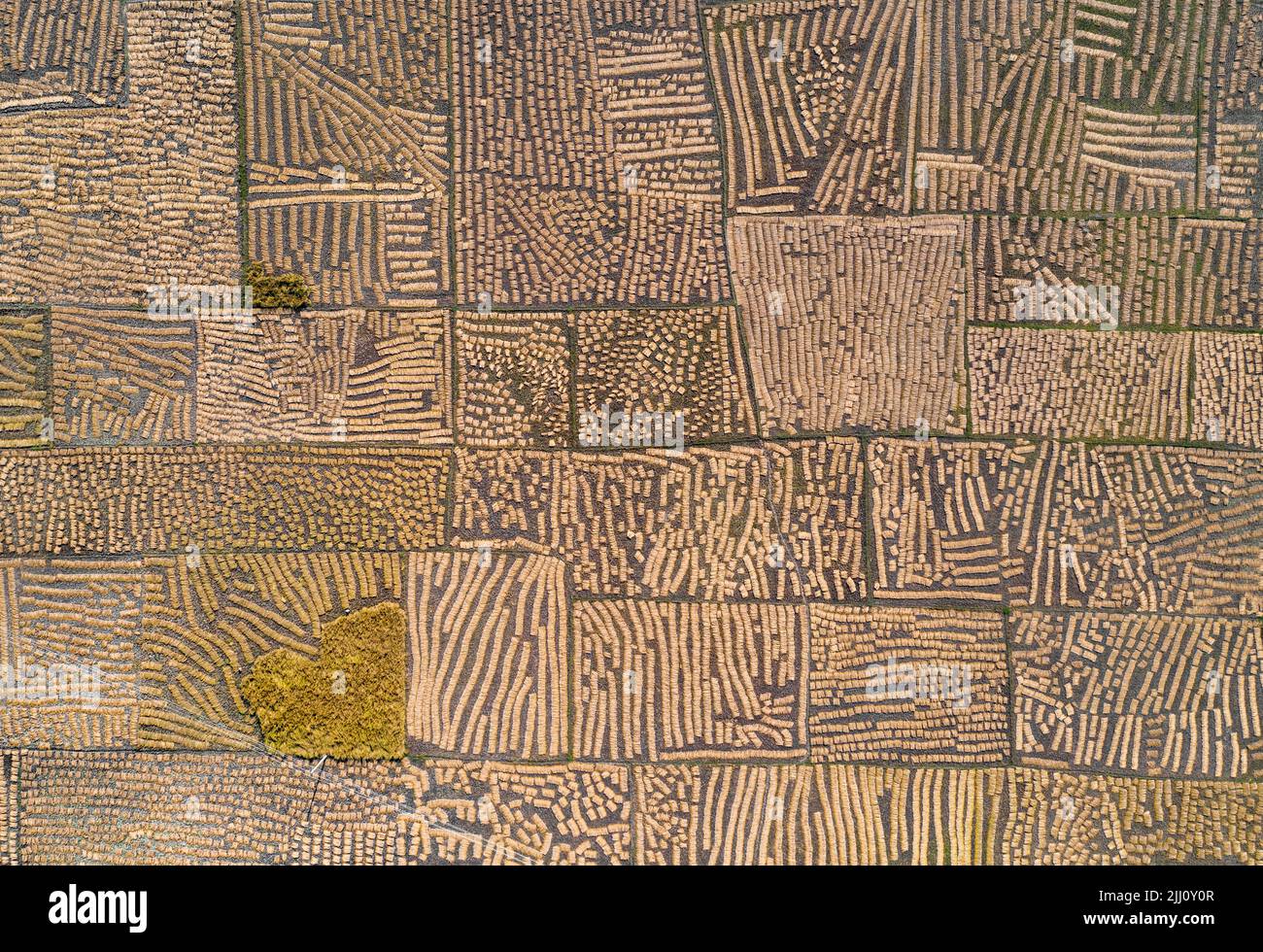 Golden yellow paddy field, farmers harvesting rice grains from field ...