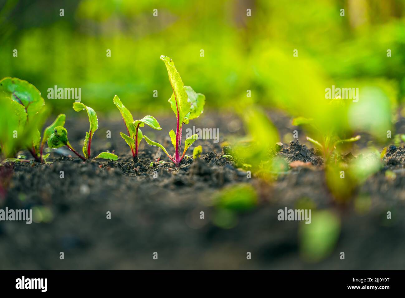 Leaves of a young beetroot close-up growing in the soil on a garden bed ...