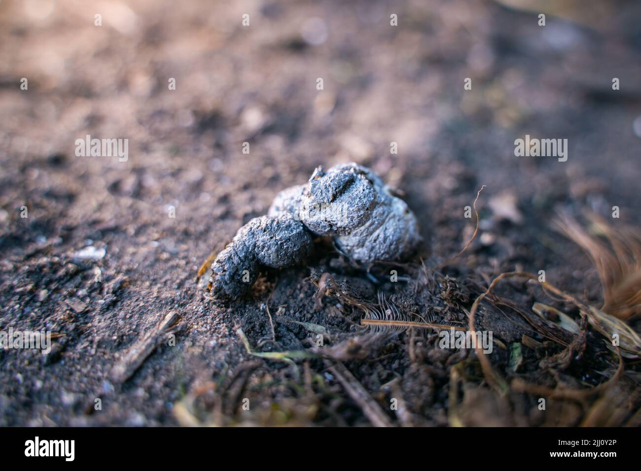 Close-up fresh chicken manure on the floor Stock Photo Alamy