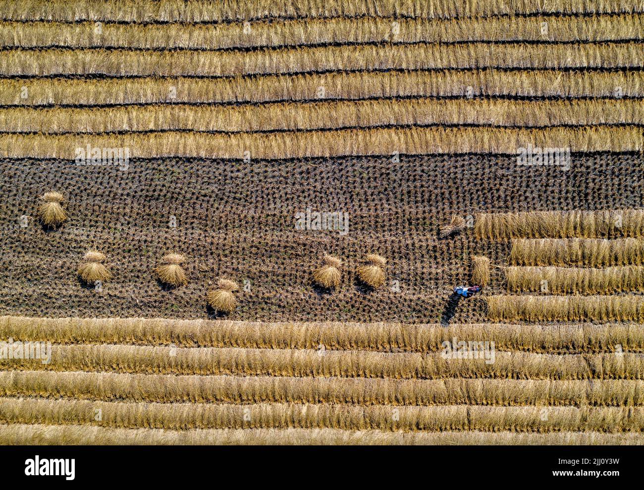 Golden yellow paddy field, farmers harvesting rice grains from field ...