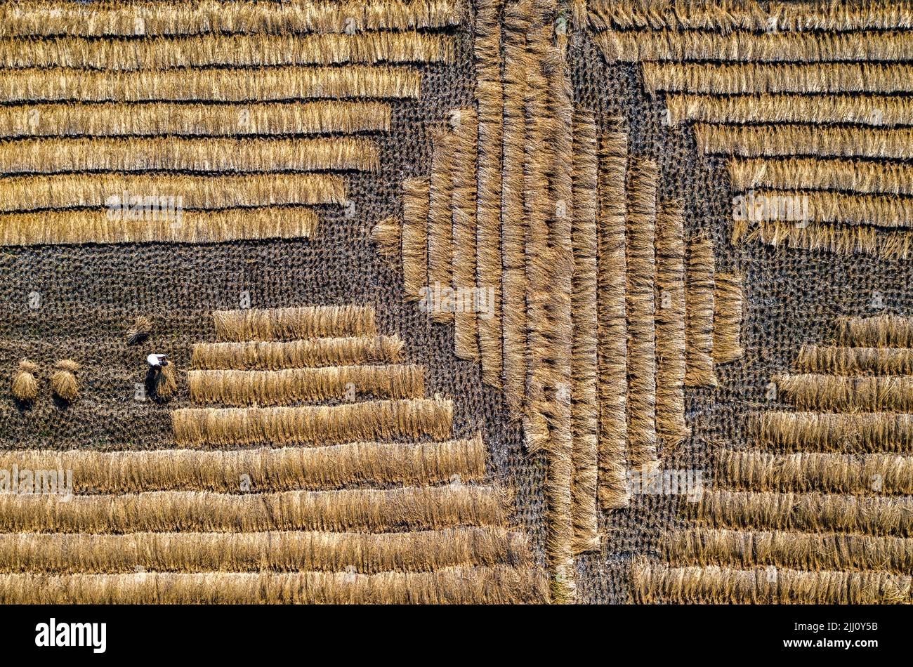 Golden yellow paddy field, farmers harvesting rice grains from field ...