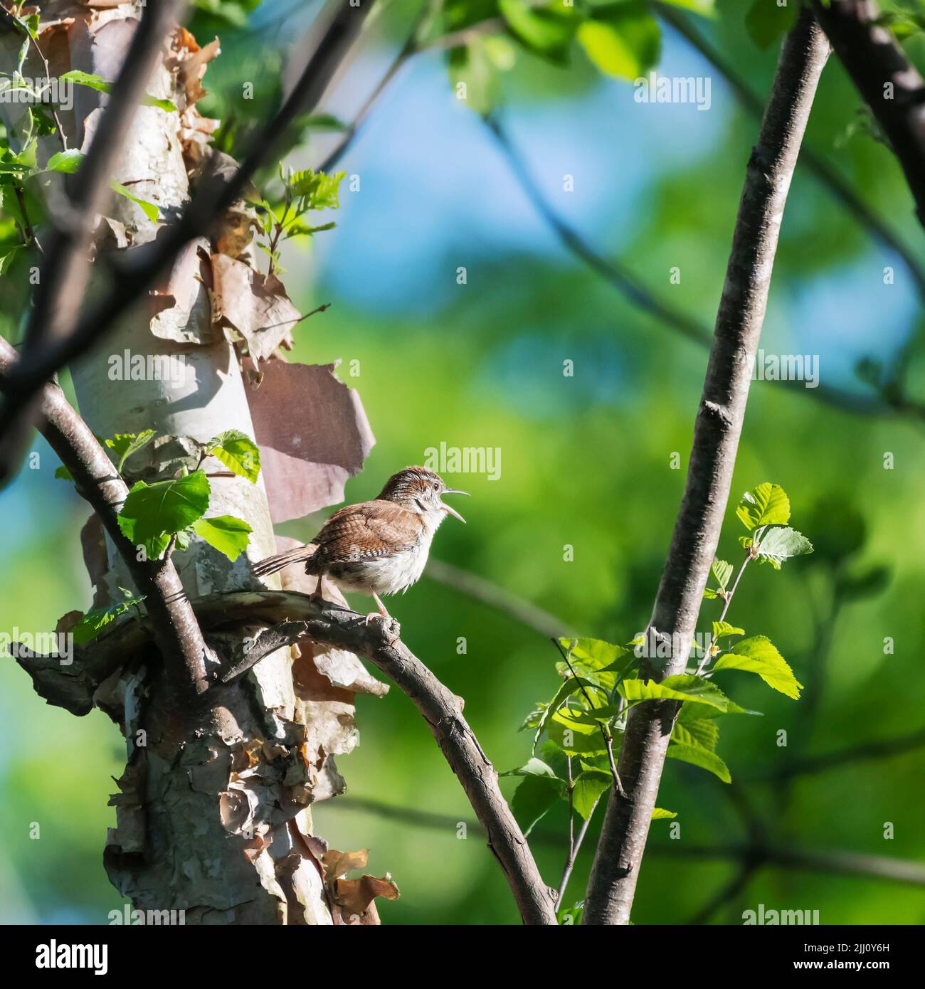 Carolina wren (Thryothorus ludovicianus) calls sitting on a tree branch ...