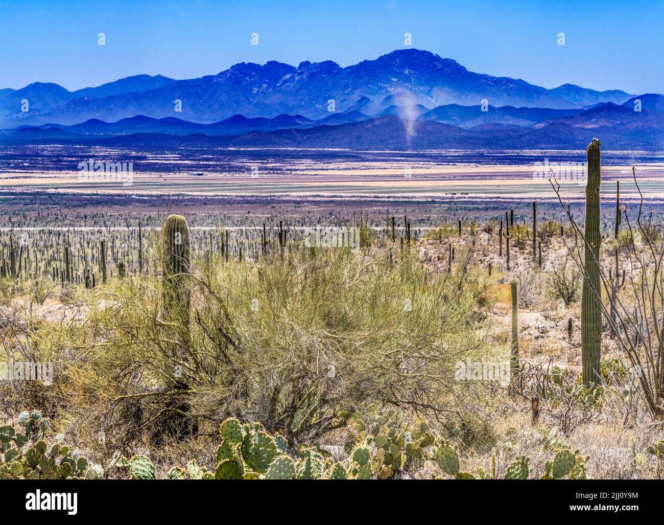Dust Cloud Cactus Plants Blooming Mountain Sonora Museum Desert Tucson ...