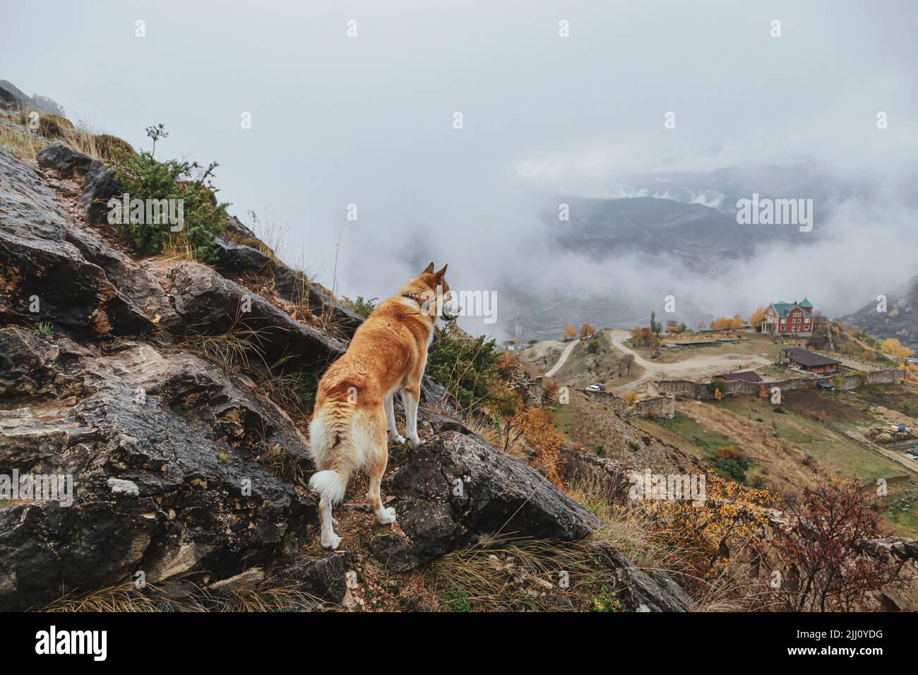 Dagestani Mountain Dog