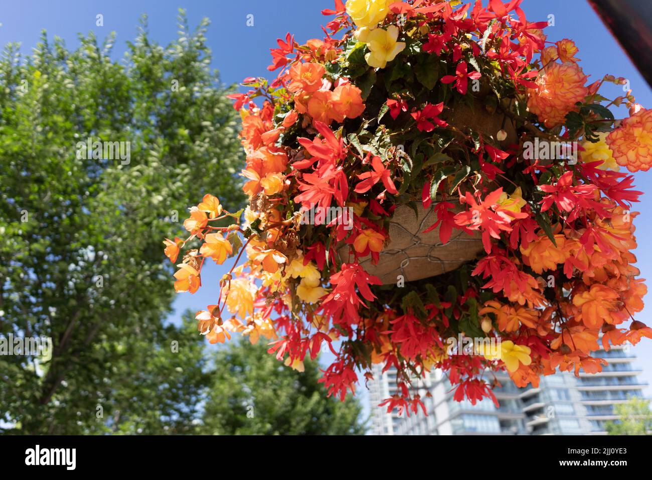 Hanging flower baskets on Calgary downtown streets in summer Stock ...