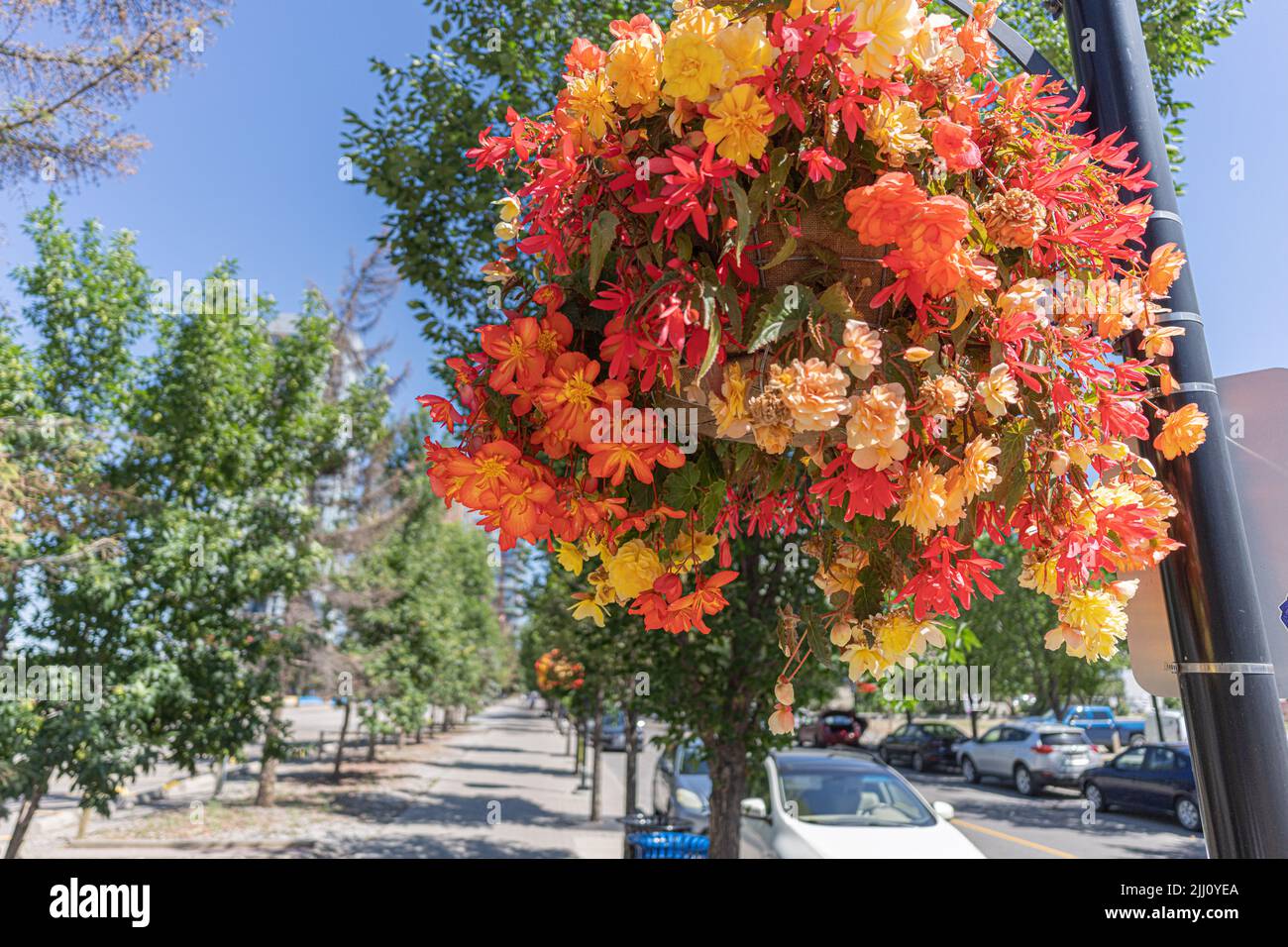 Hanging flower baskets on Calgary downtown streets in summer Stock ...
