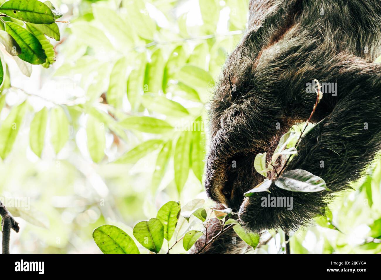sloth eating from tropical trees Stock Photo - Alamy