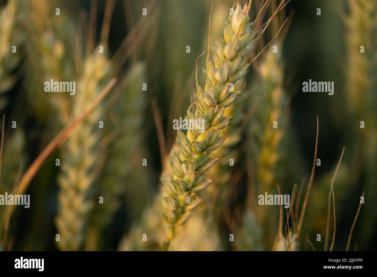 Foreground of wheat field hi-res stock photography and images - Alamy