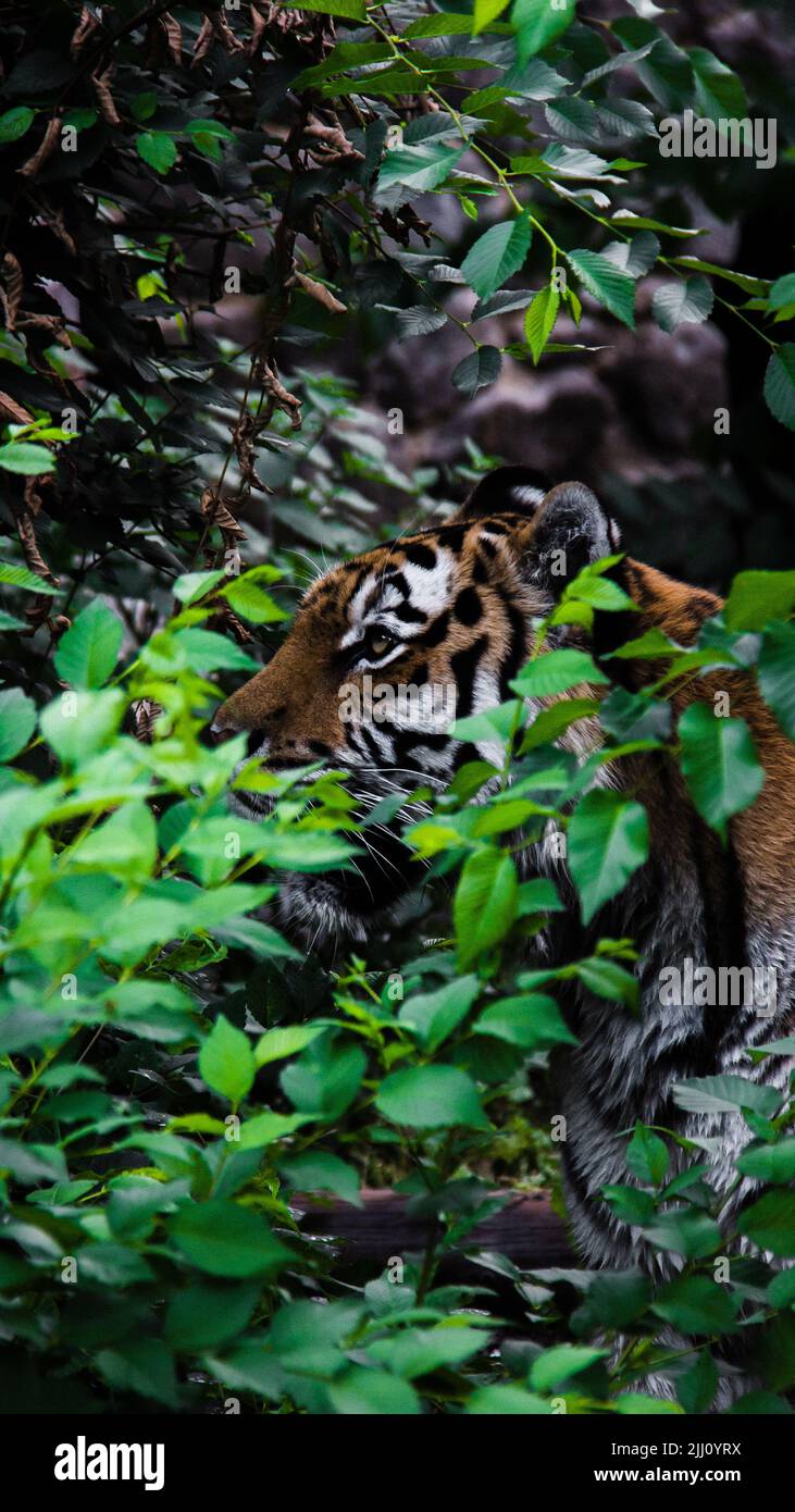 striped tiger among green trees Stock Photo - Alamy
