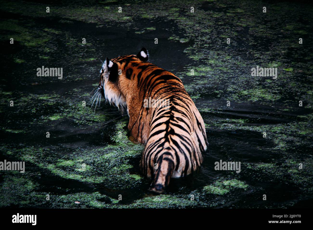 striped tiger swimming in the lake Stock Photo - Alamy