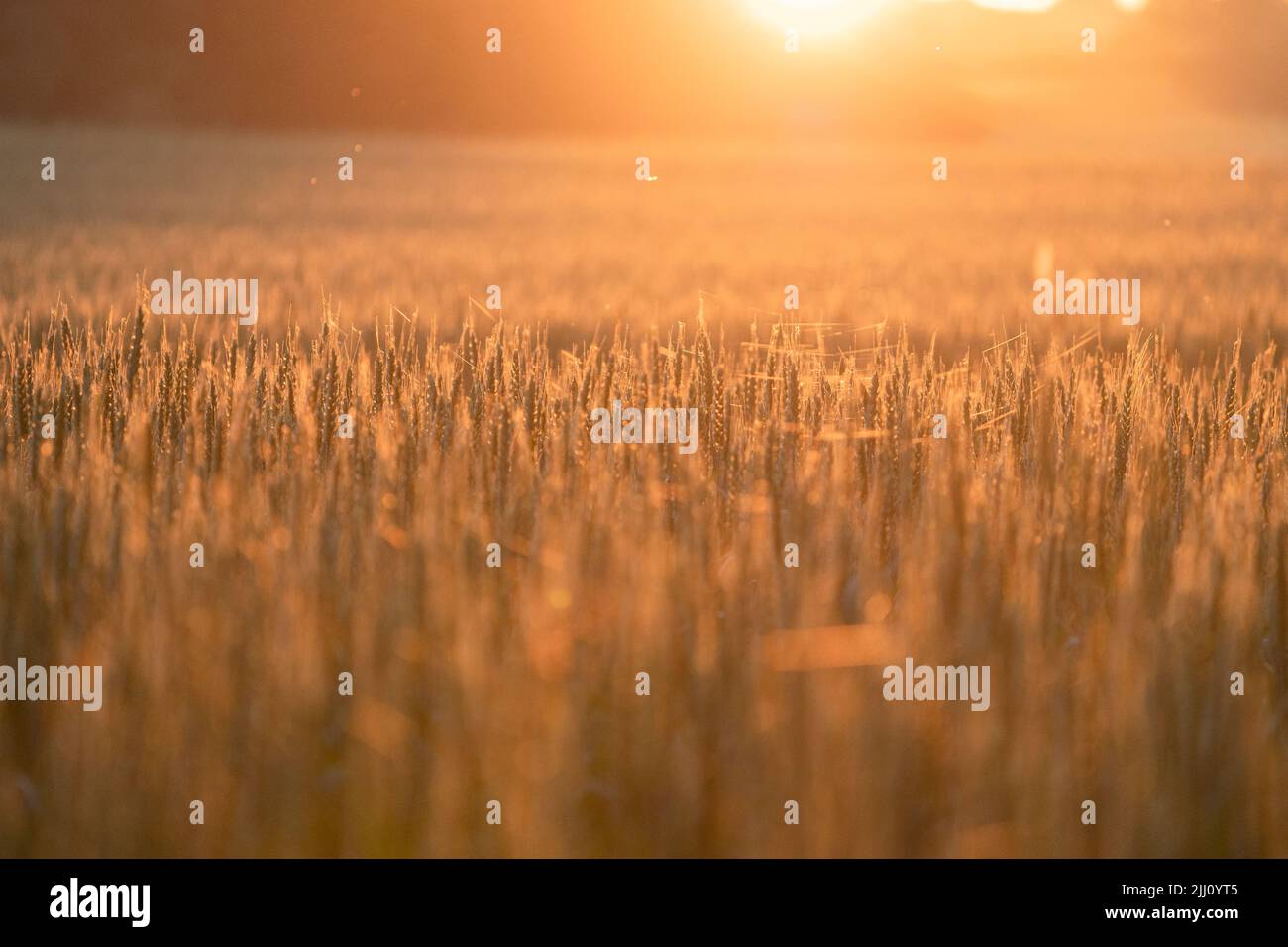 Golden Sunset Over Wheat Field With Insects Flying Over Crops Stock ...