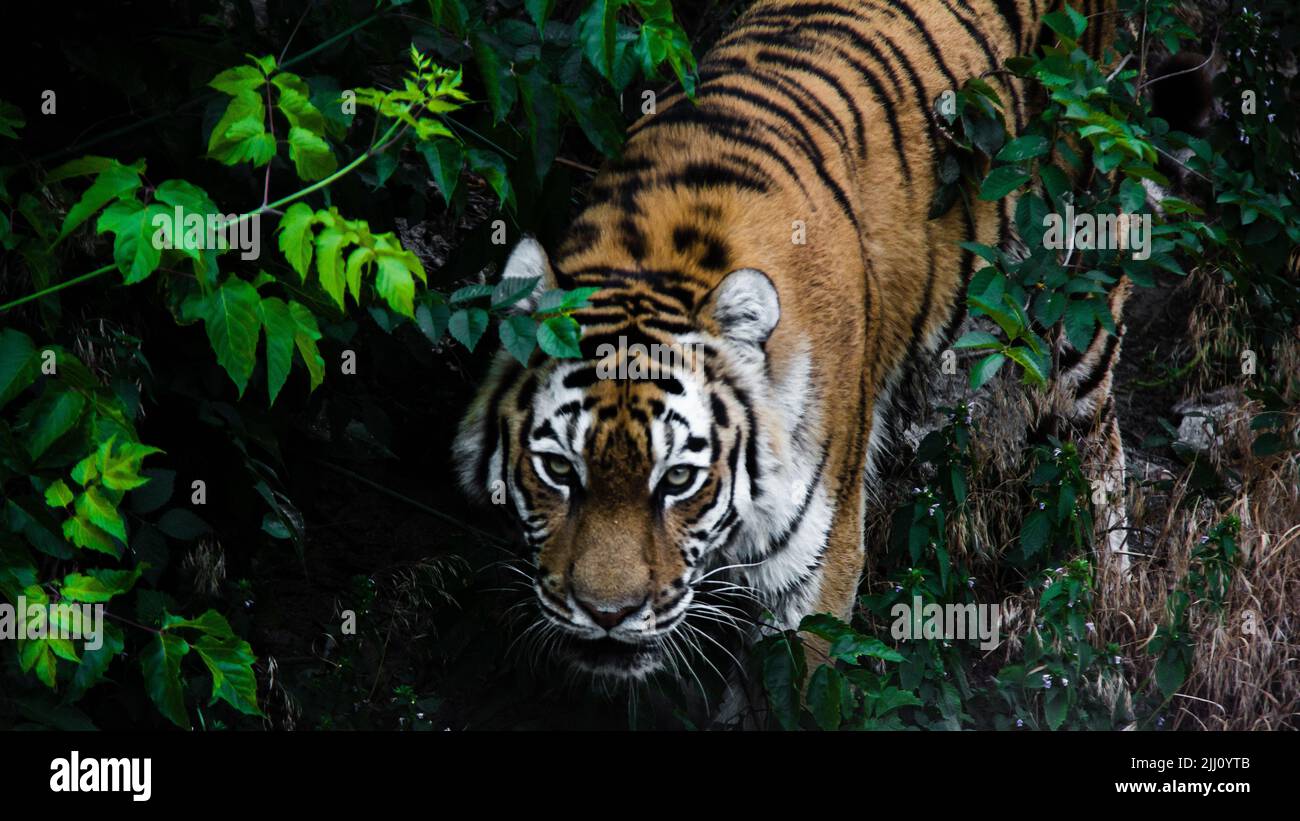 striped tiger among green trees photo from above Stock Photo - Alamy