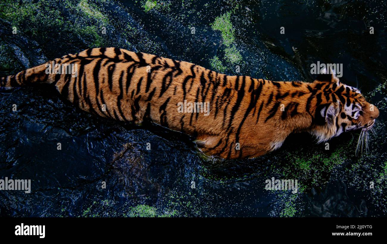 White tiger head profile hi-res stock photography and images - Alamy