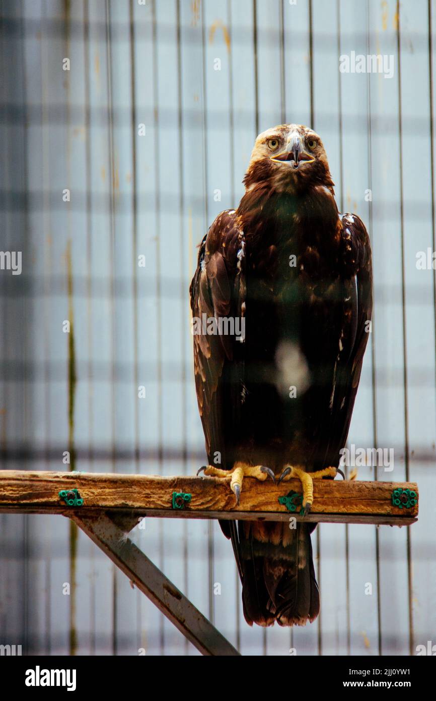 eagle in a zoo in a cage photo in full face Stock Photo - Alamy