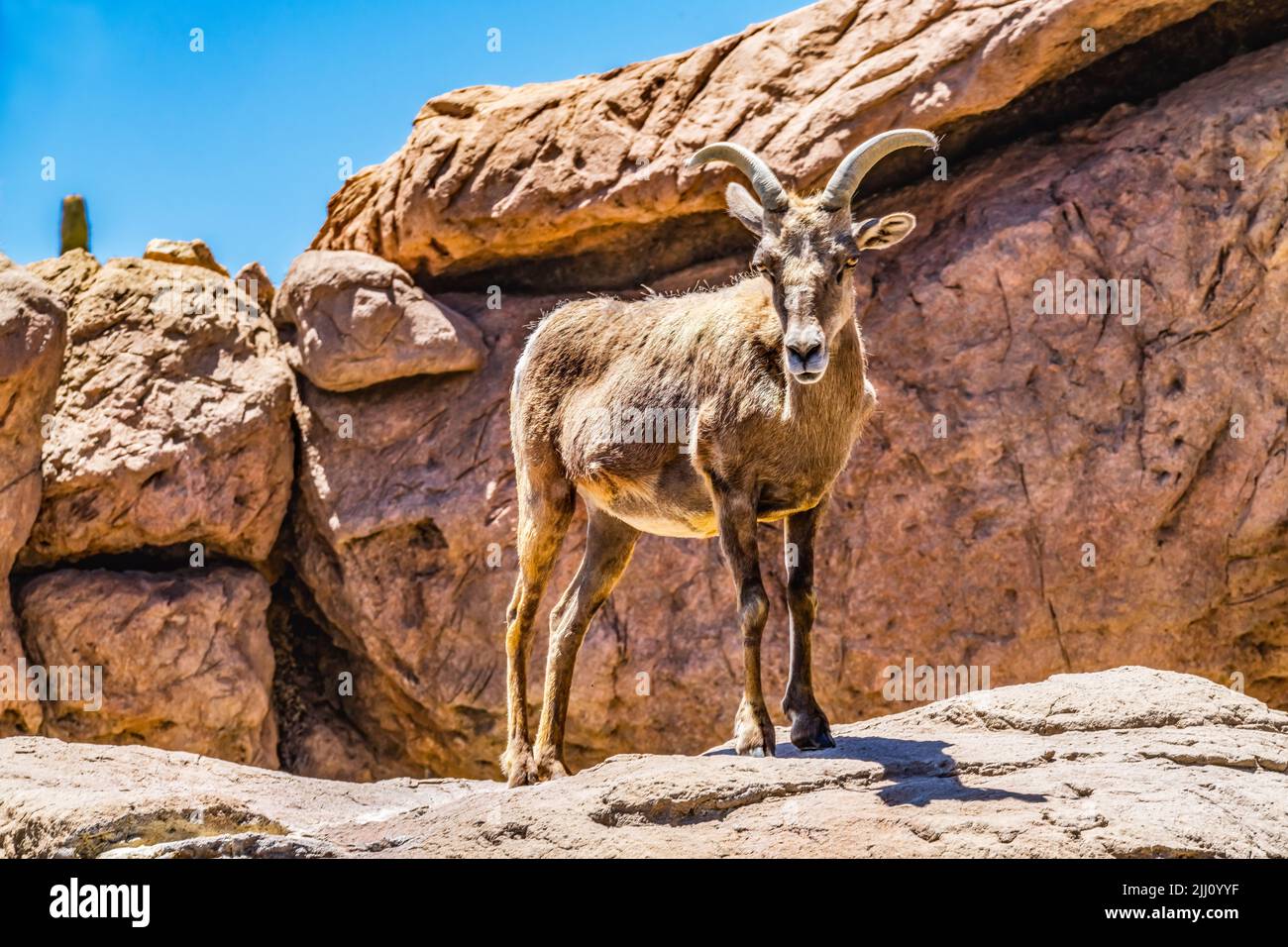 Young Male Desert Bighorn Sheep Male Ovis Canadensis nelsoni Rocks ...
